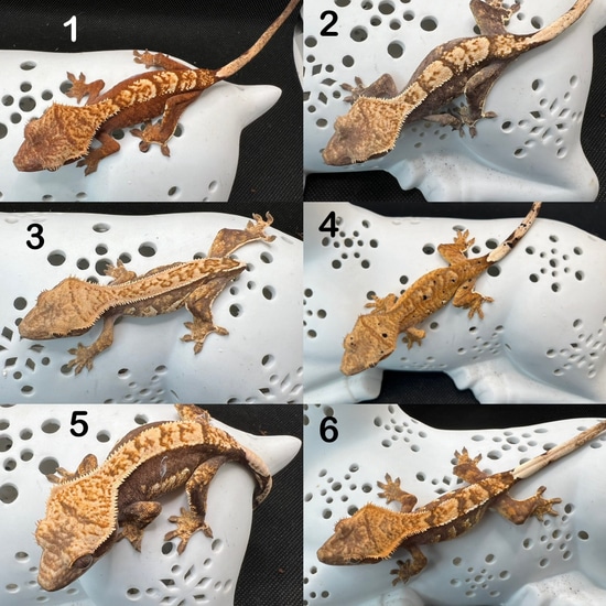 Bundle - Full Lineage, Mostly NPV/PSP Crested Gecko by Little Beasty ...