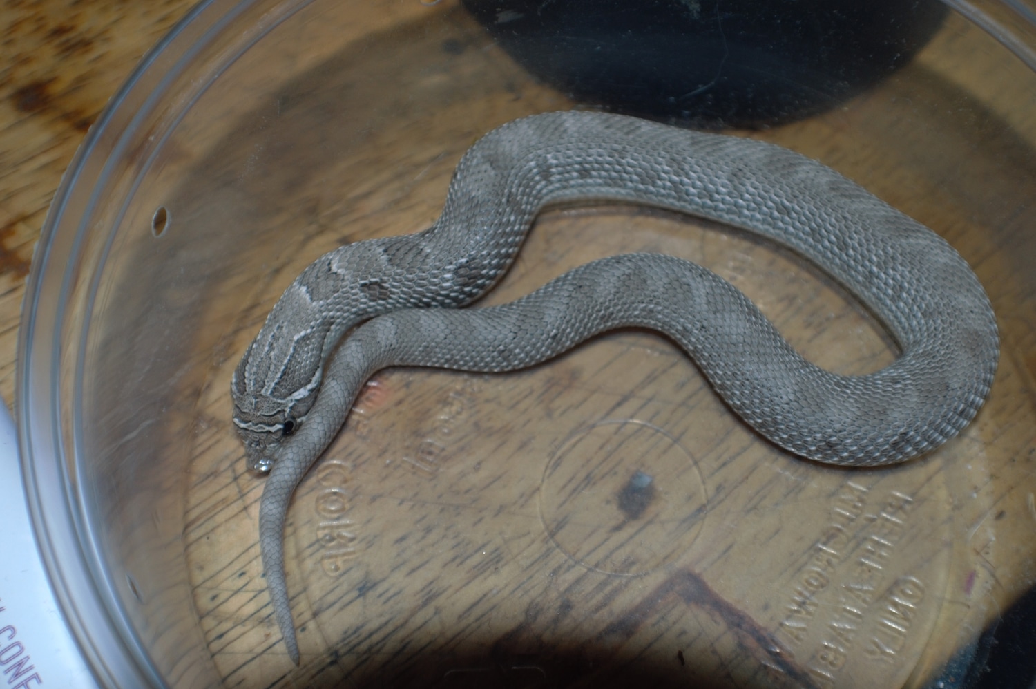 Axanthic Conda 66% Het Albino Western Hognose by Lil Fangs - MorphMarket
