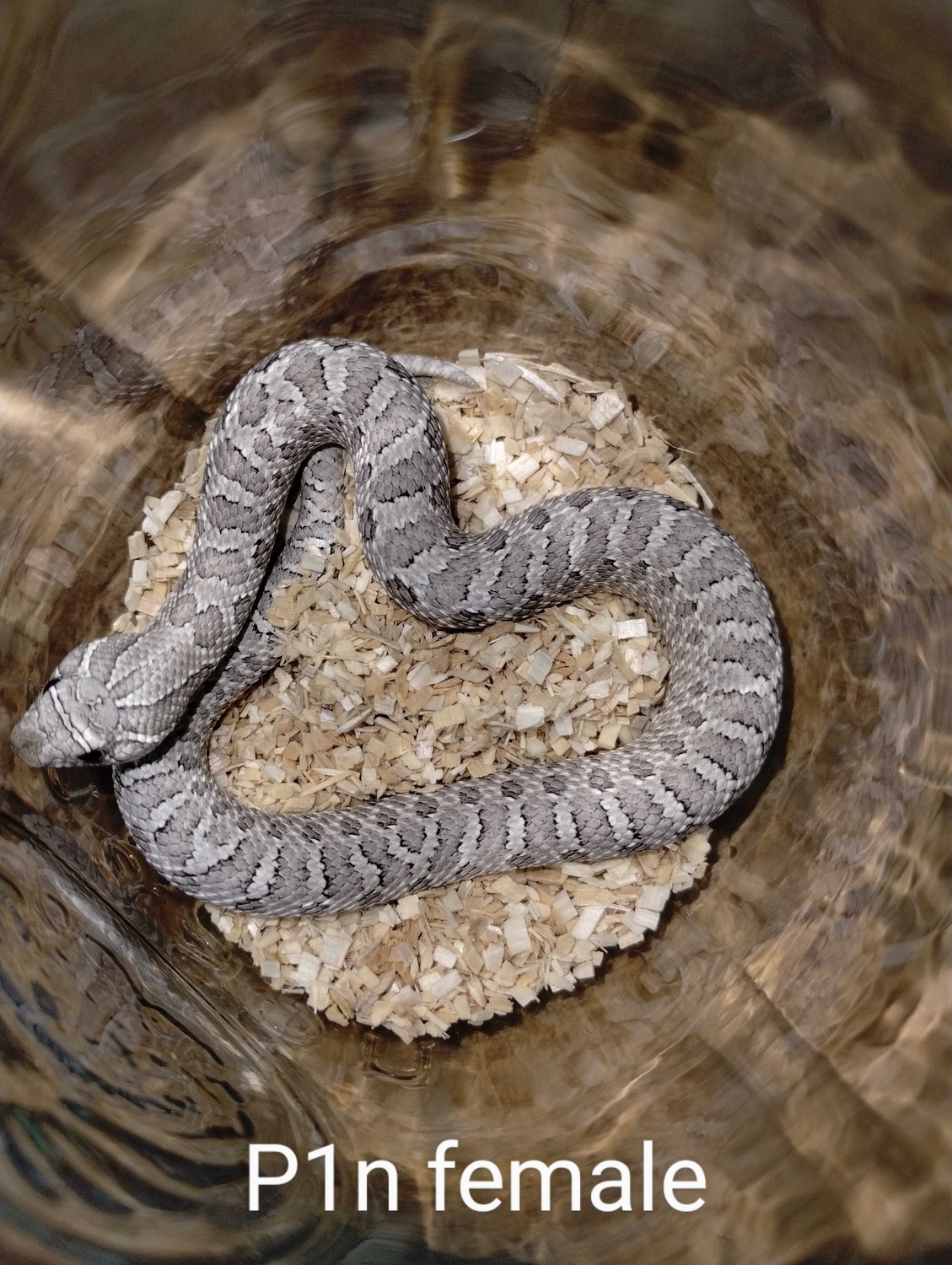 Axanthic 66% Het Albino Western Hognose by Lil Fangs - MorphMarket