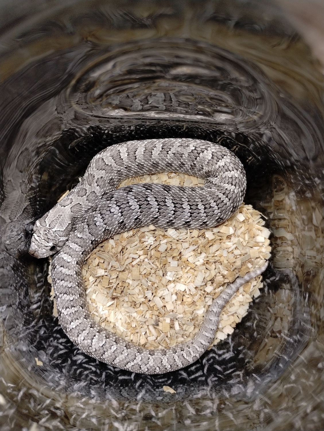 Axanthic 66% Het Snow Western Hognose by Lil Fangs - MorphMarket