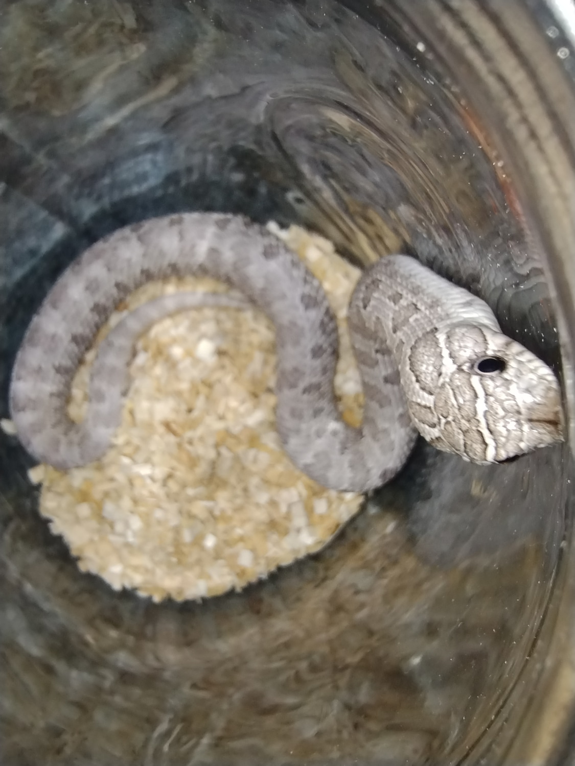 Axanthic Conda 66% Het Snow Western Hognose by Lil Fangs - MorphMarket