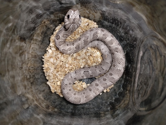 Axanthic Conda 66% Het Snow Western Hognose by Lil Fangs