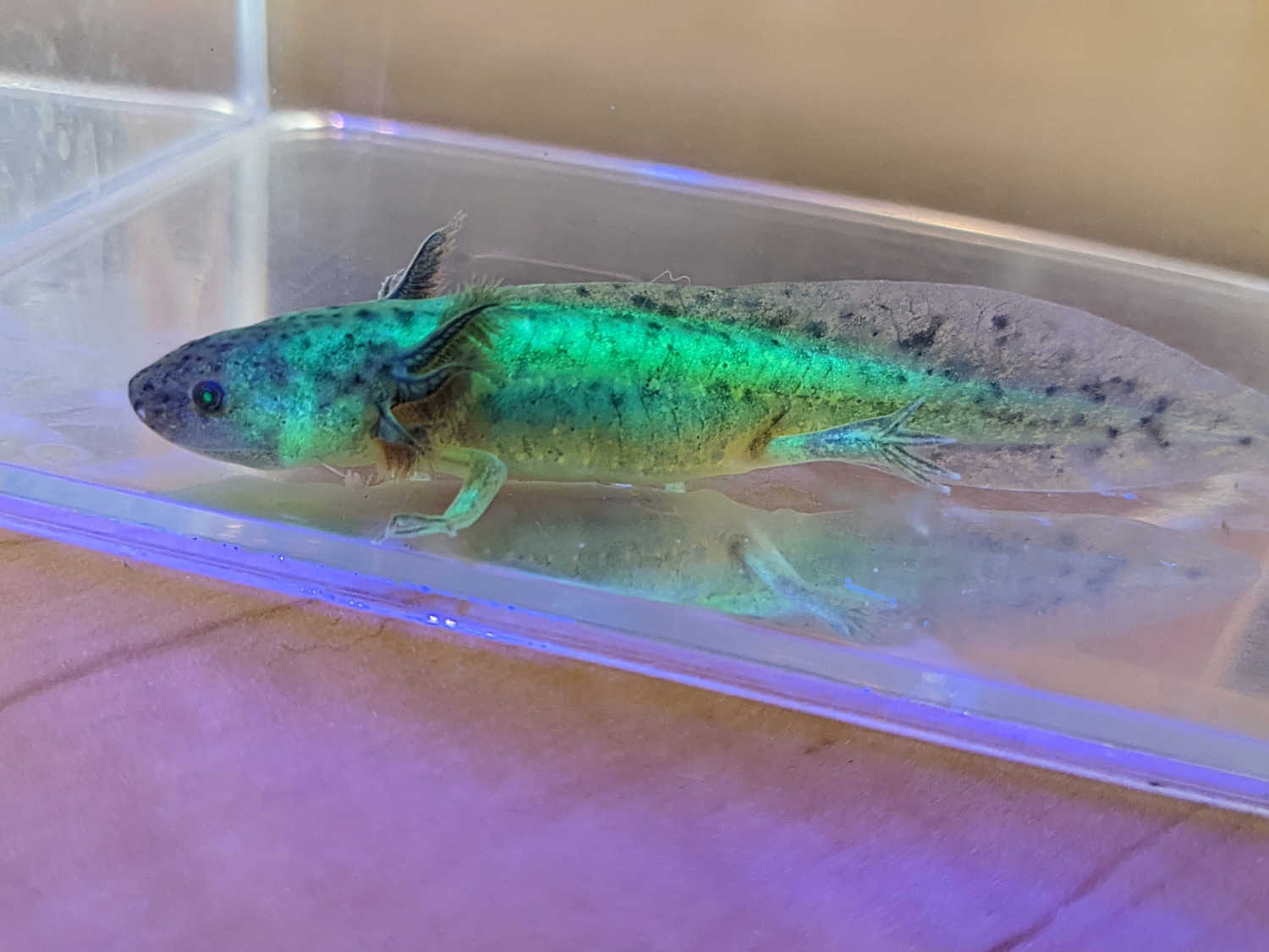 Juvenile GFP Wildtype Axolotl by Little Fish Aquatics - MorphMarket