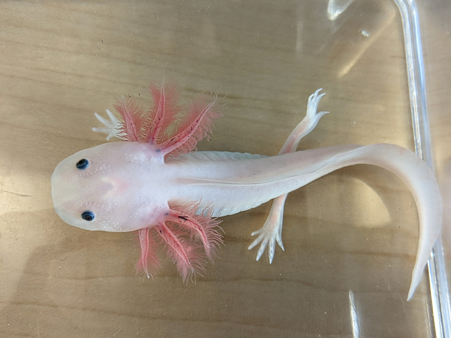 Juvenile Melanoid Lucy (Potential Dirty Lucy) Axolotl by Little Fish ...