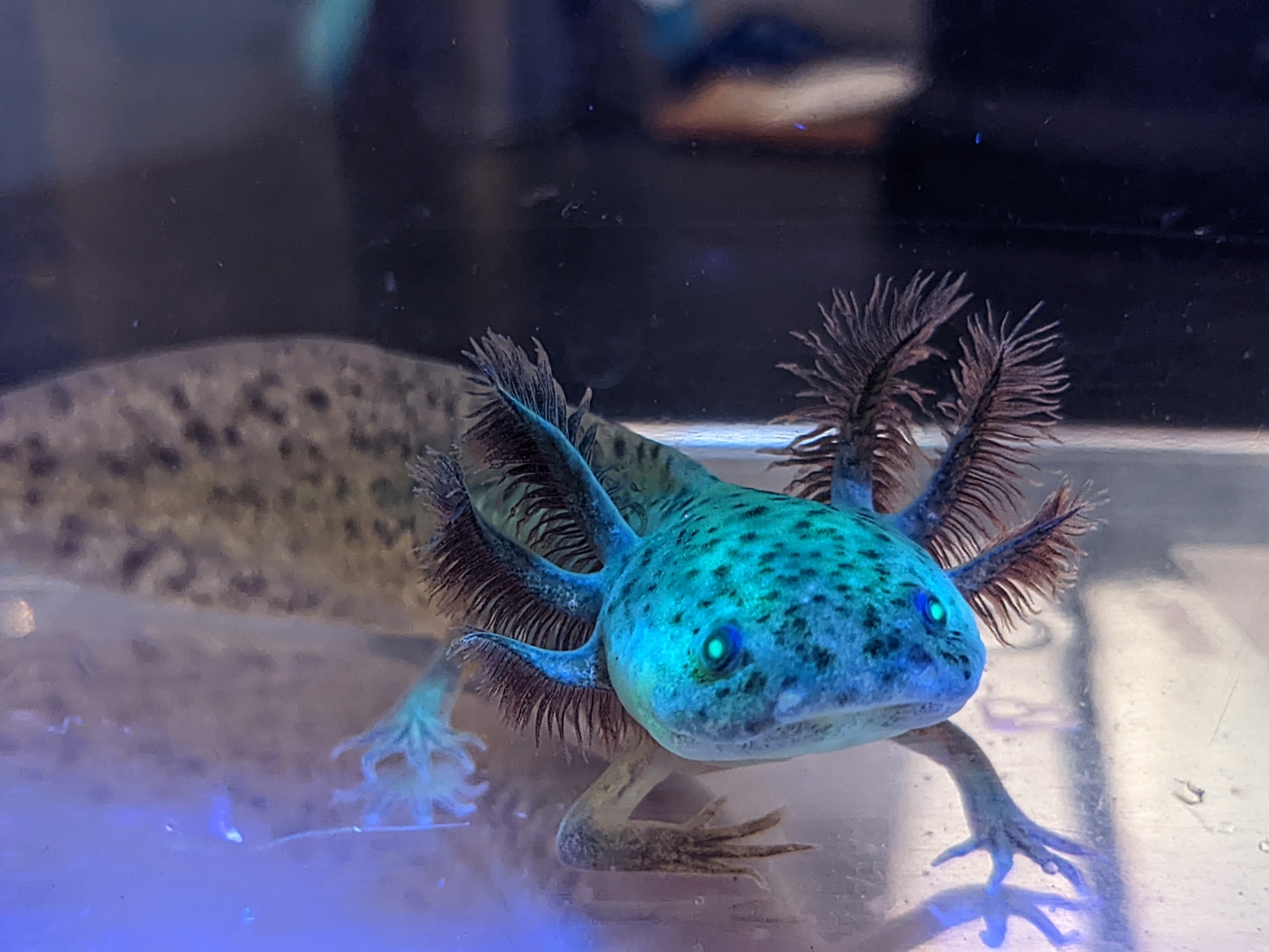 Juvenile GFP Wildtype Axolotl by Little Fish Aquatics - MorphMarket
