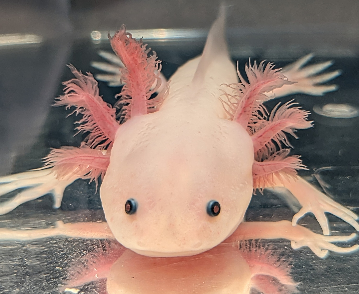 Melanoid Leucistic Axolotl by Little Fish Aquatics - MorphMarket