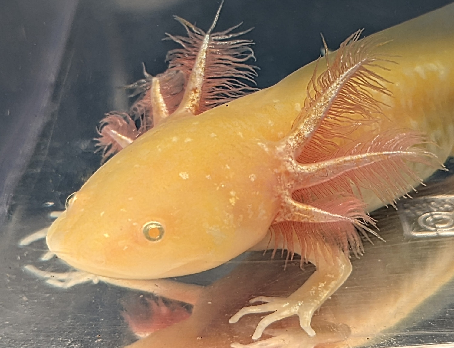 GFP Golden Albino Axolotl by Little Fish Aquatics - MorphMarket