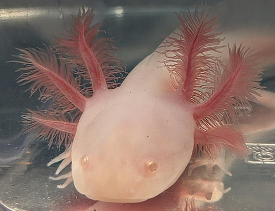 Melanoid Albino Axolotl by Little Fish Aquatics