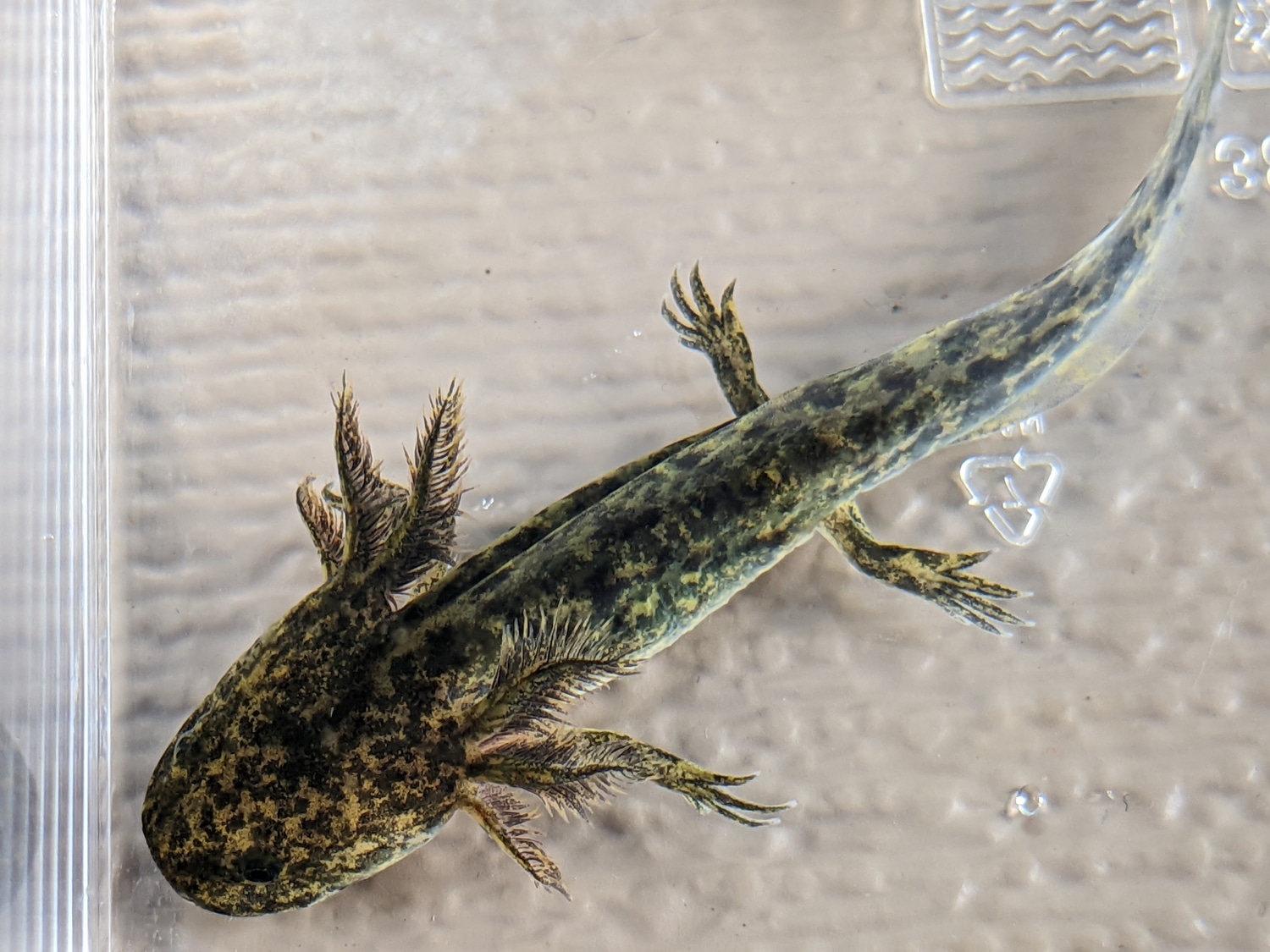 3" - Juvenile Wildtype Axolotl by Little Fish Aquatics - MorphMarket