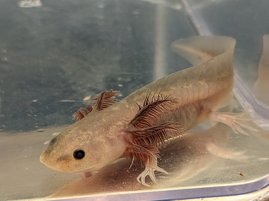 3" - Juvenile Copper Melanoid Axolotl by Little Fish Aquatics