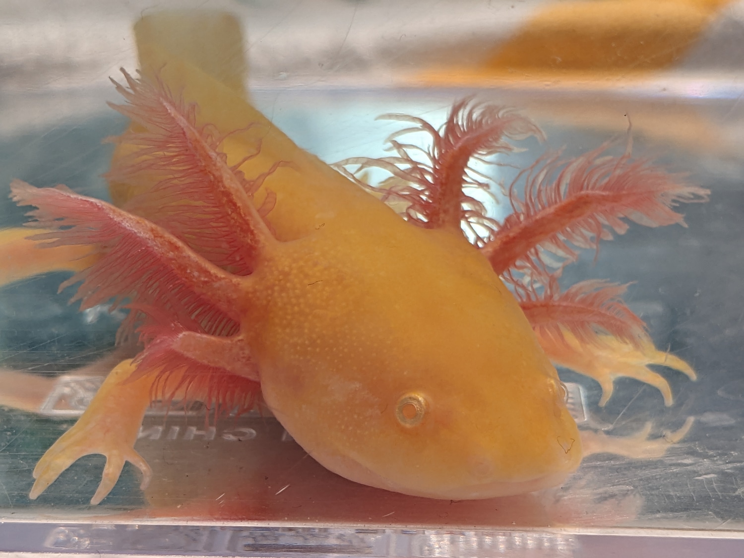 6" Golden Albino Axolotl by Little Fish Aquatics - MorphMarket