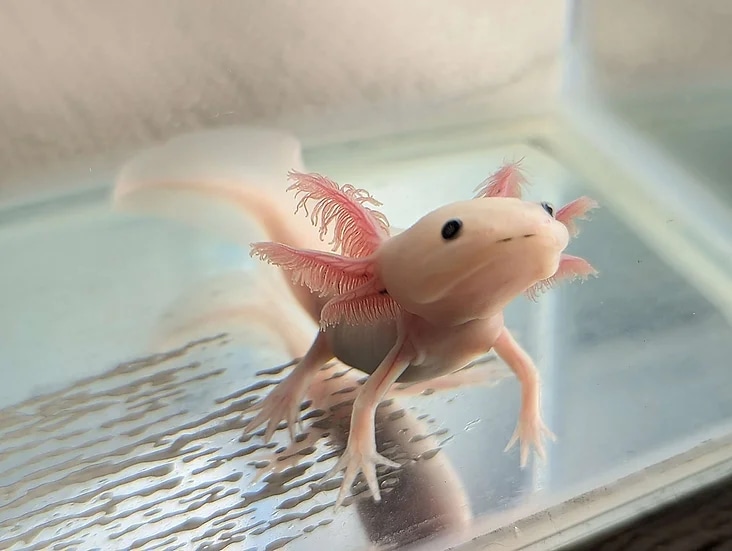 4" Melanoid Leucistic Axolotl by Little Fish Aquatics - MorphMarket