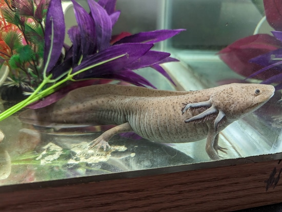 PET ONLY - Female Melanoid Copper Axolotl by Little Fish Aquatics