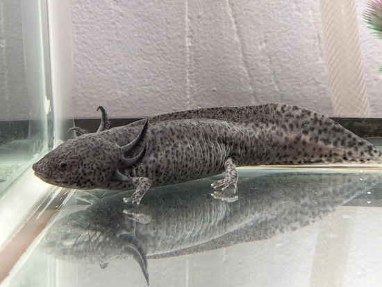 PET ONLY - Female Axanthic Axolotl by Little Fish Aquatics