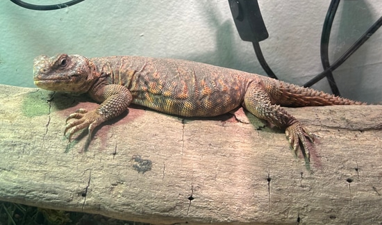 Red Uro Possible Female Uromastyx by West Side Exotics