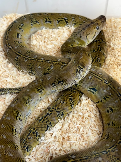 Marble Anthrax Dwarf Reticulated Python by Littlekingsandmilks