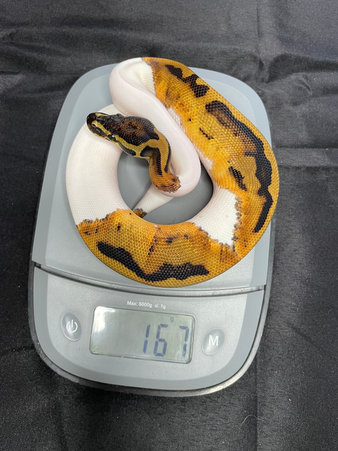 Pied Ball Python by Littles Ave Exotics - MorphMarket