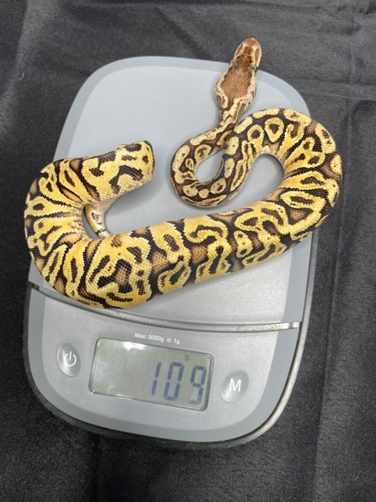 Inferno Ball Python by Littles Ave Exotics