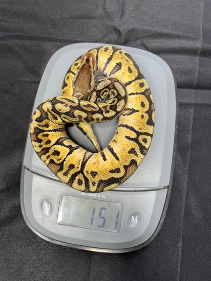 Pastel HGW Ball Python by Littles Ave Exotics