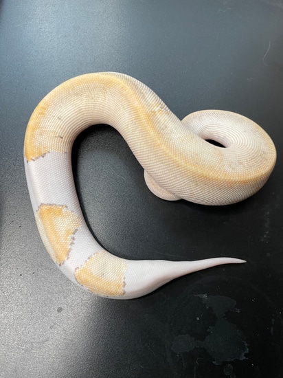 Firefly Champagne Het Hypo Het Pied Ball Python by Littles Ave Exotics