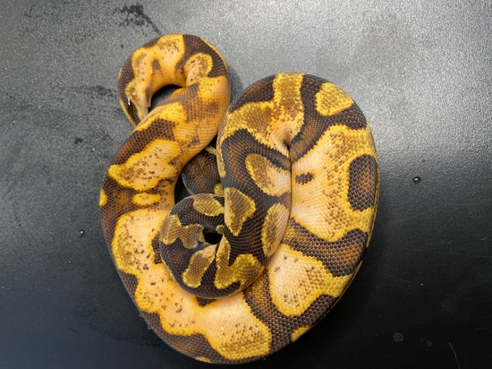 Enchi Calico/Sugar ODYB Ball Python by Littles Ave Exotics