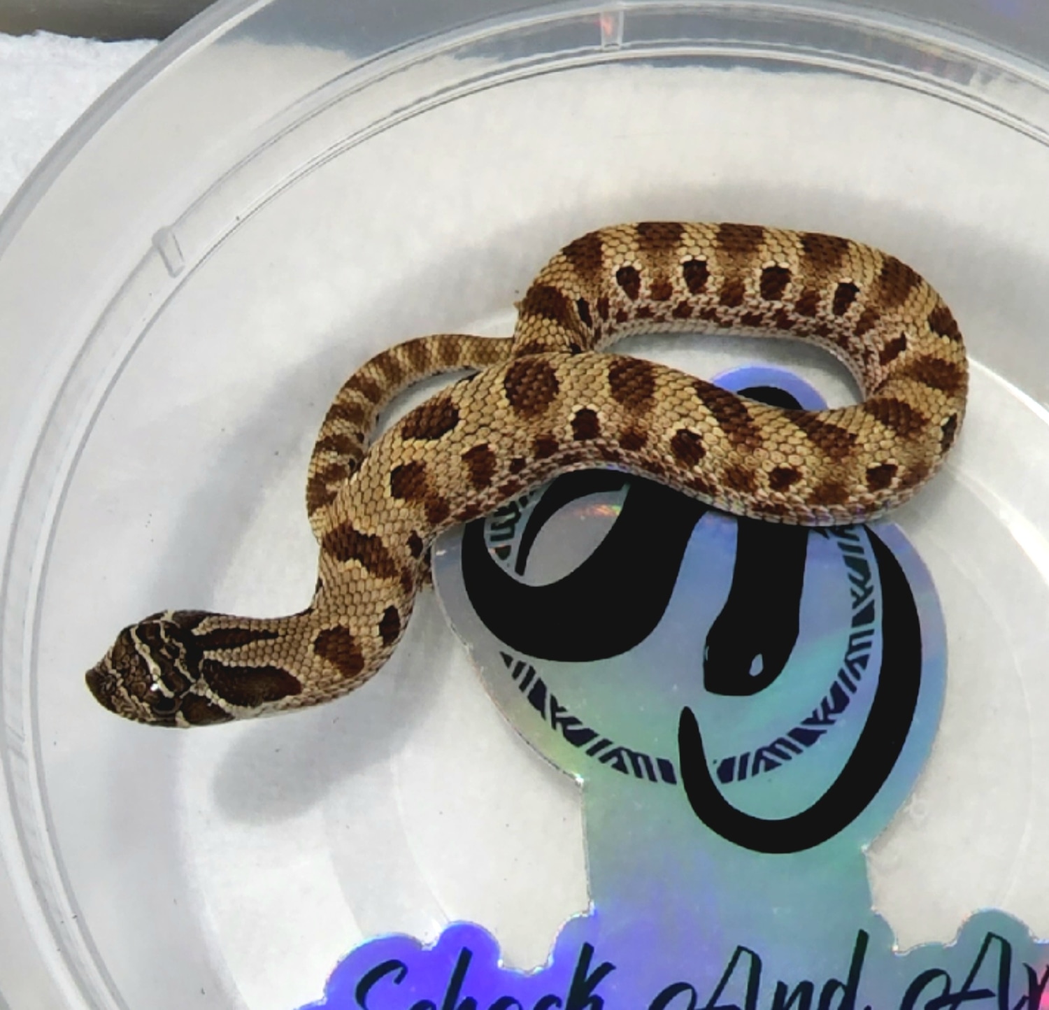Anaconda, Het Albino, PH Axanthic, Toffee Western Hognose by Schock and ...
