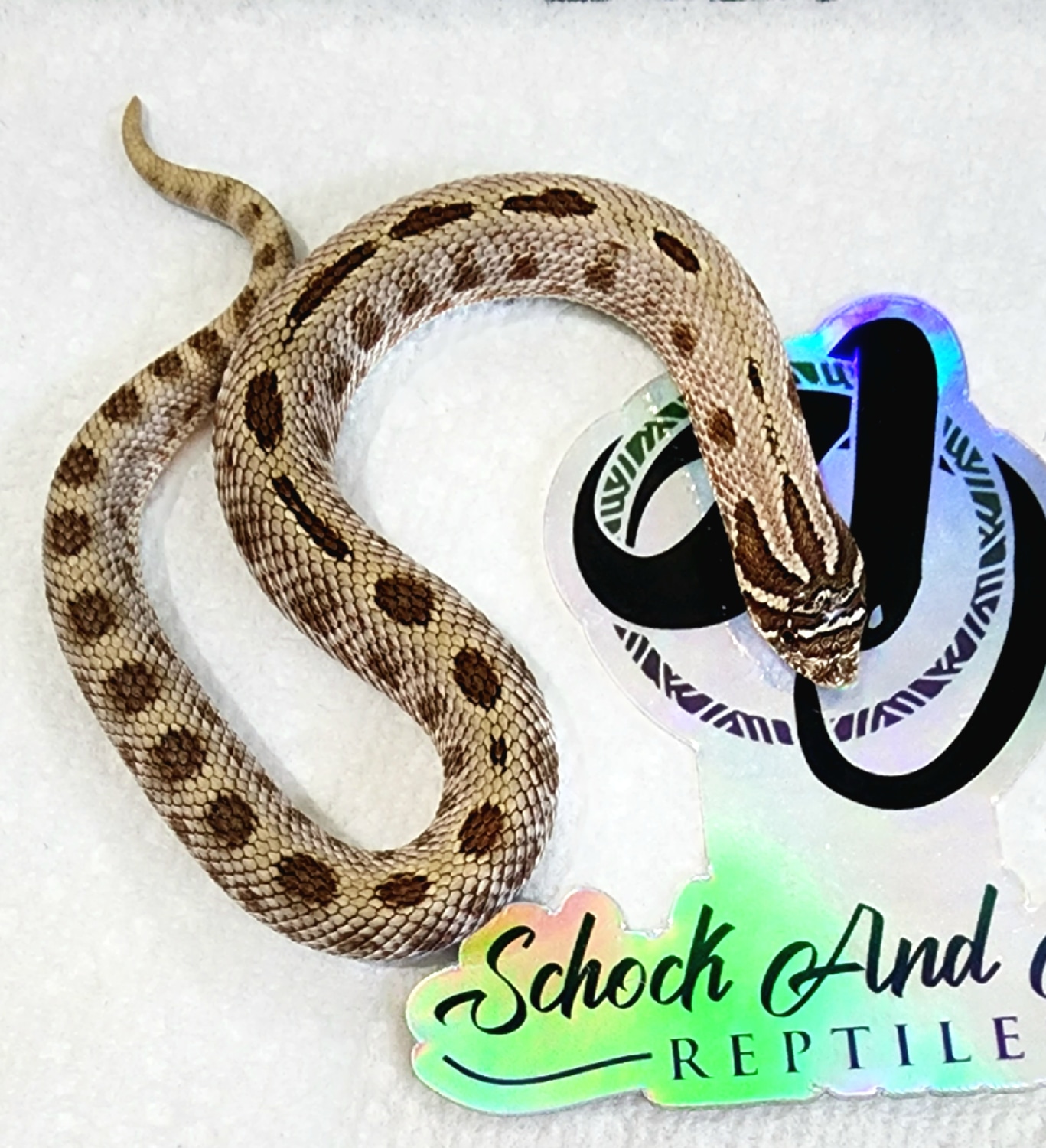 Arctic Anaconda, Het Albino, PH Axanthic, Toffee Western Hognose by ...