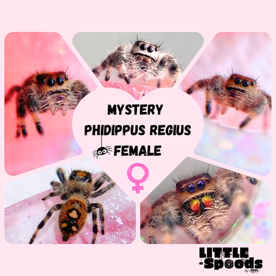 Female Regal Jumping Spider - MYSTERY SPOOD - Phidippus Regius by ...