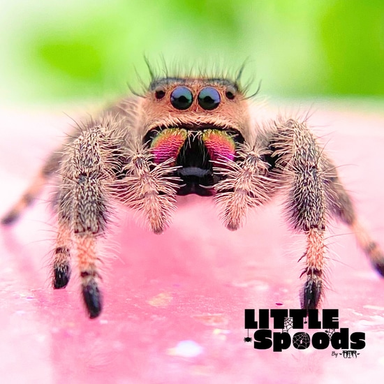 Orange Line Female Regal Jumping Spider - Phidippus Regius - MAY - 124 ...
