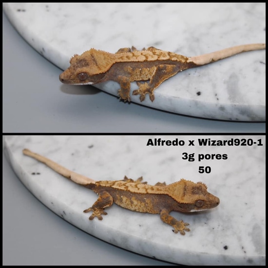 Harlequin *Easter Deal* Crested Gecko by H&H Cresties