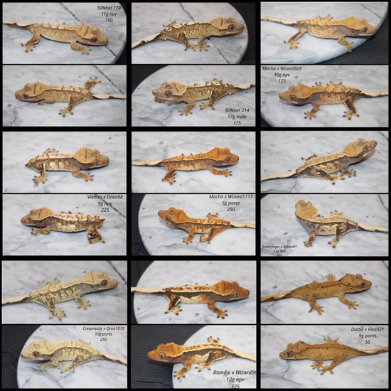 9 Pack Of Geckos Crested Gecko by H&H Cresties
