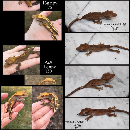 5 Pack Of Geckos Crested Gecko by H&H Cresties