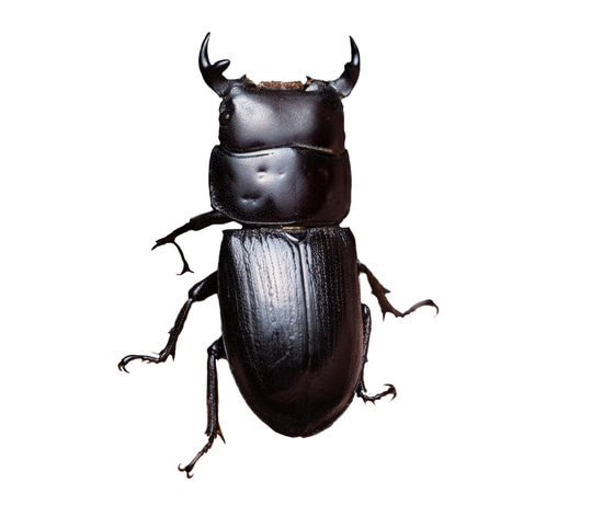 Antelope Stag Beetle - Dorcus Parallelus - CB Adult Male ( EMERGED ...