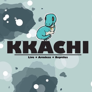 Kkachi Reptiles - MorphMarket