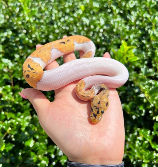 Pastel Leopard Clown Pied Ball Python by Kkachi Reptiles - MorphMarket
