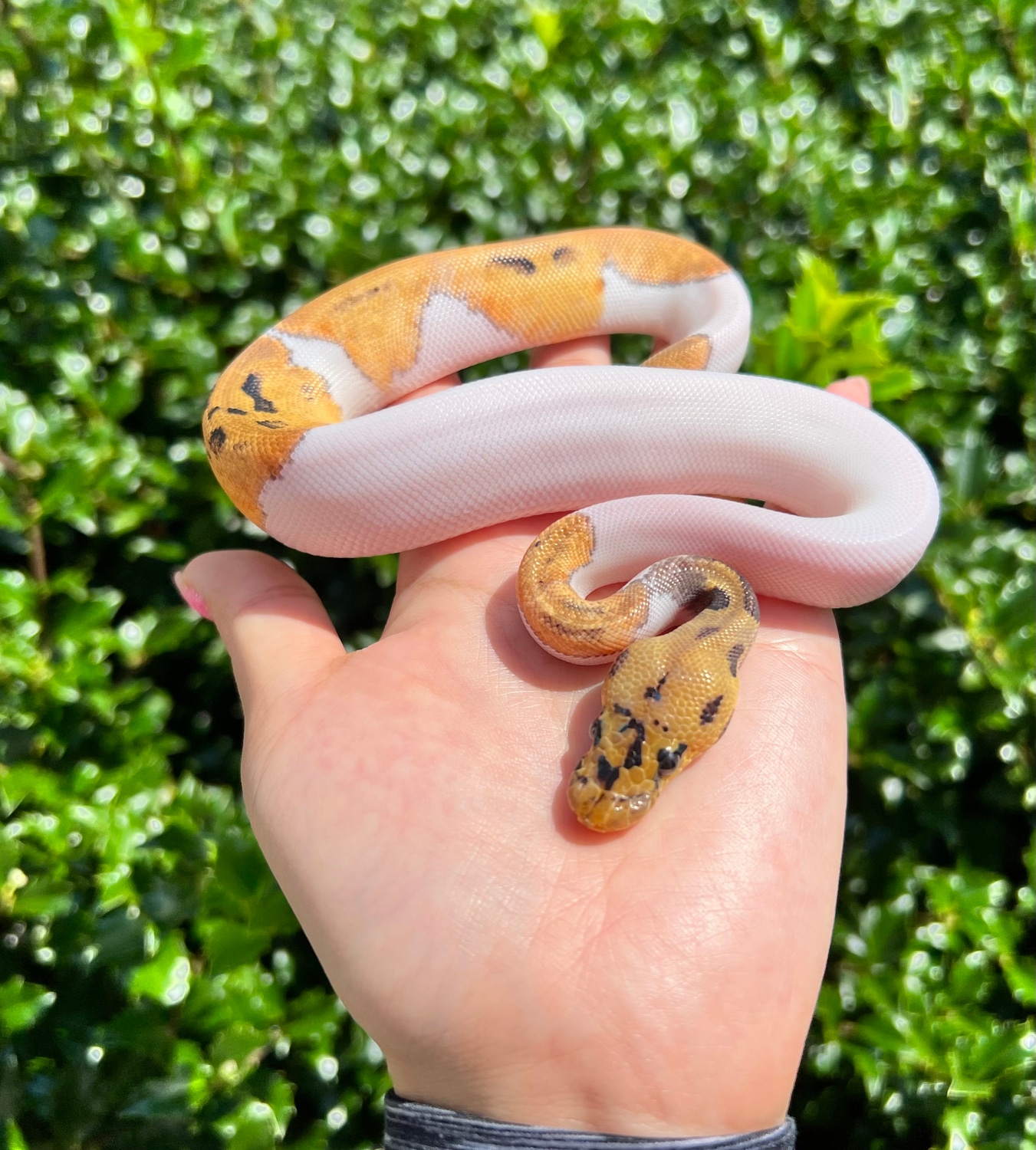 Pastel Leopard Clown Pied Ball Python by Kkachi Reptiles - MorphMarket