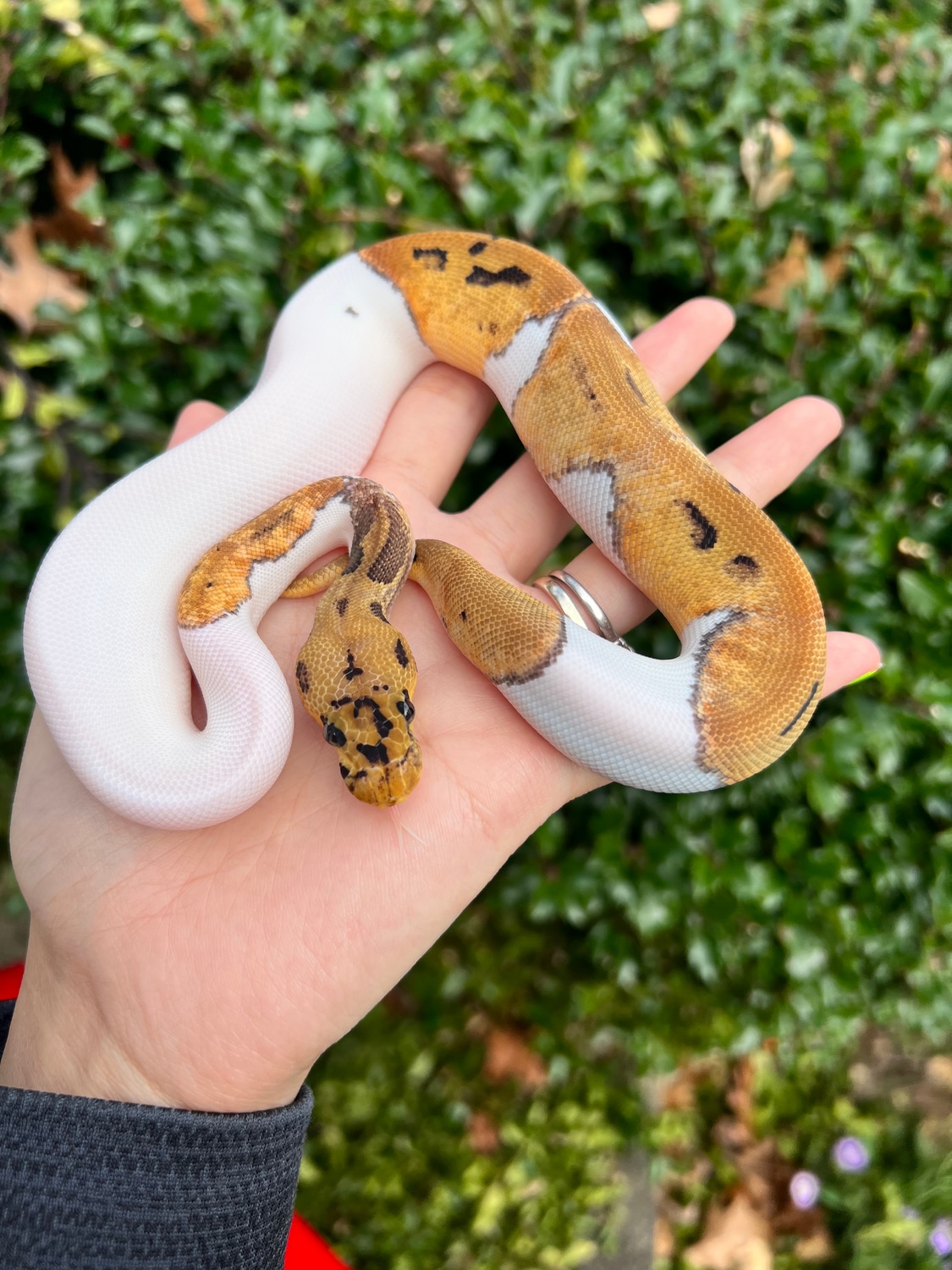Pastel Leopard Clown Pied Ball Python by Kkachi Reptiles - MorphMarket