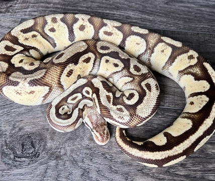 Pastel Leopard Clown Pied Ball Python by Kkachi Reptiles - MorphMarket