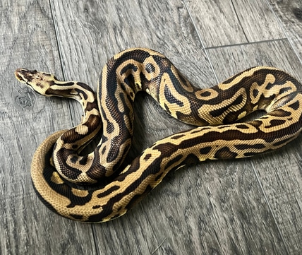 Pastel Leopard Clown Pied Ball Python by Kkachi Reptiles - MorphMarket