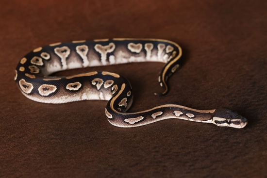 Blackhead Phantom Het Clown Ball Python by Kkachi Reptiles
