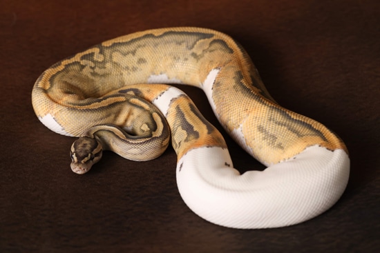 Hypo Pied Ball Python by Kkachi Reptiles