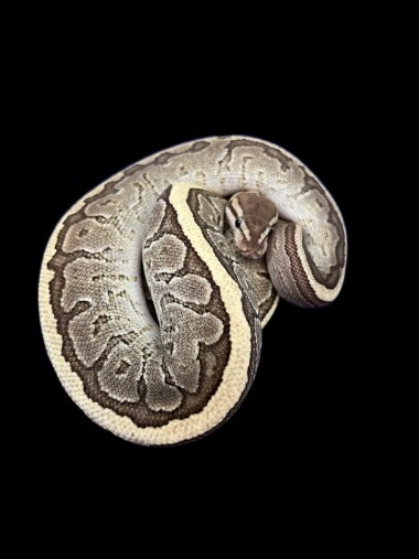 Vanilla Jigsaw Ball Python by Circle H Pythons