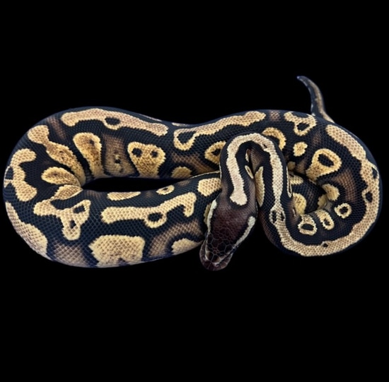 Pastel Specter/Gravel Ball Python by Circle H Pythons