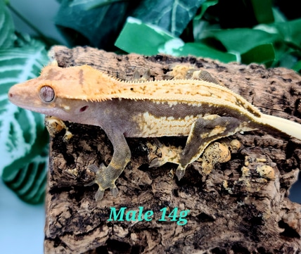 Live Harmless Reptiles - MorphMarket