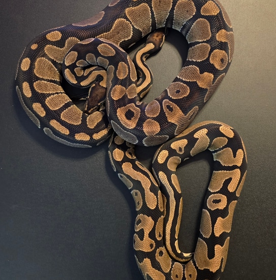 RTB 1.1 NR Mandarin Ball Pythons by My Reptile Teacher