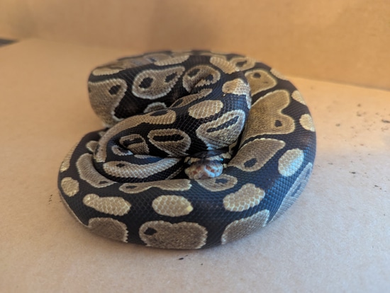 Normal Type Ball Python by Nirvana Rescues and Exotics