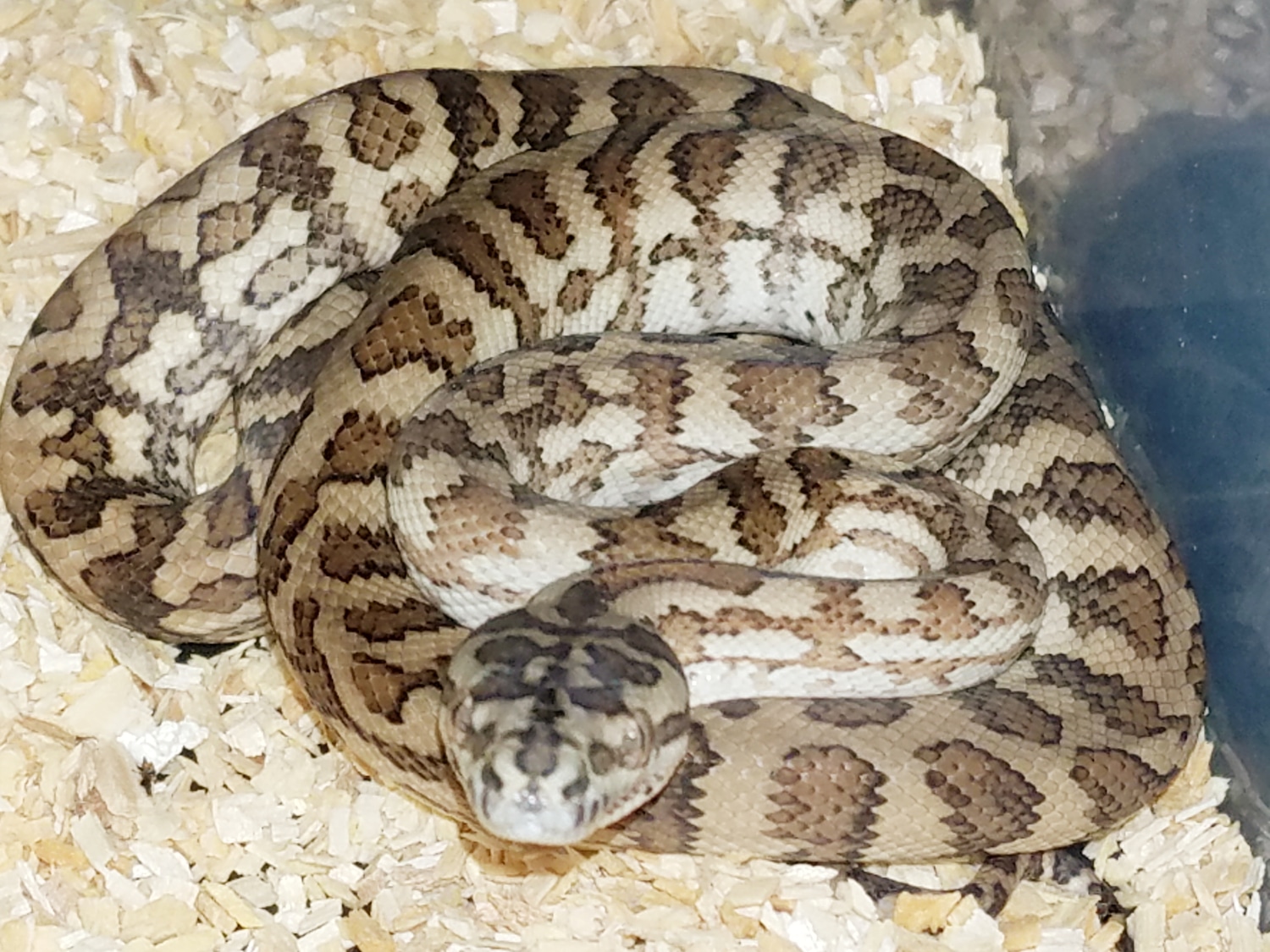 Caramel Female Coastal Carpet Python by Living legless reptiles ...