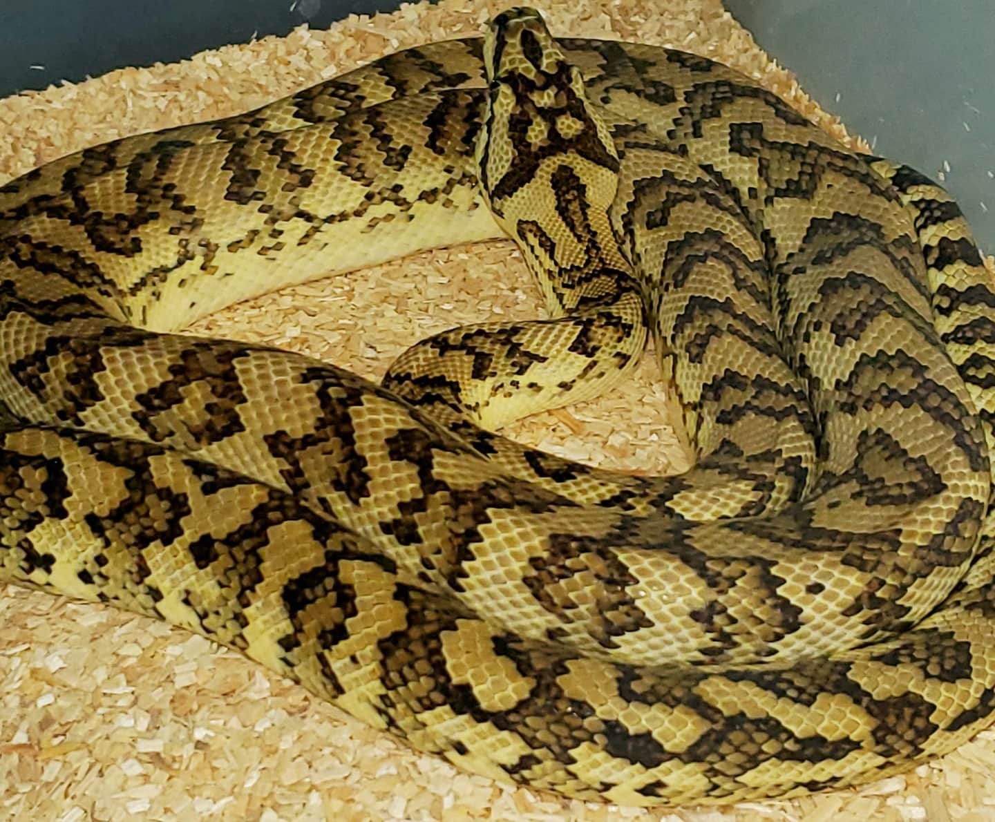 Caramel Coastal Carpet Python by Living legless reptiles - MorphMarket