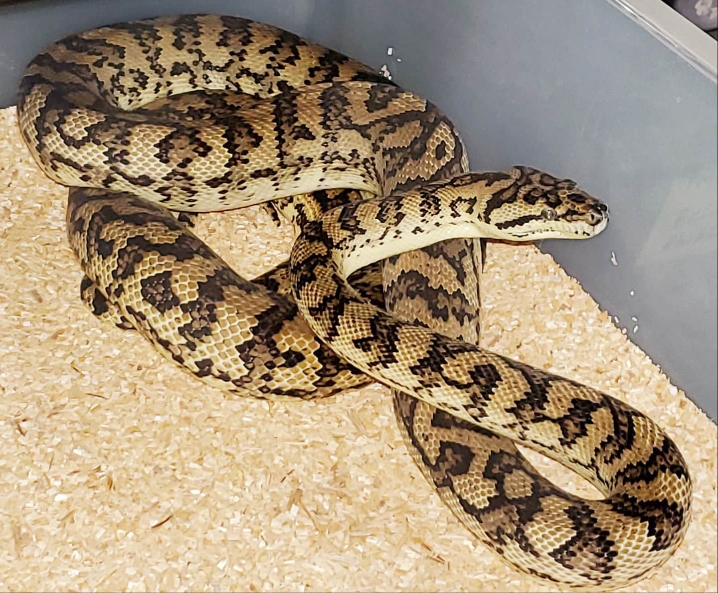 Caramel Coastal Carpet Python by Living legless reptiles - MorphMarket