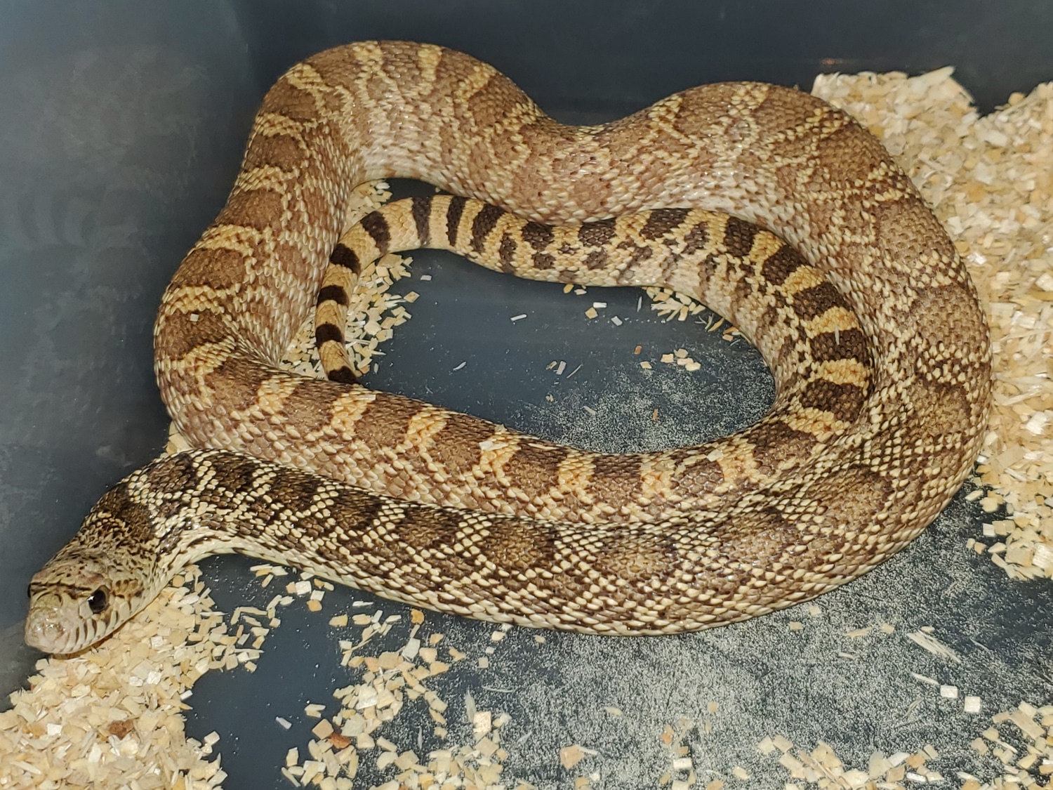 Trumbower Hypo Het Whitesided Bullsnake by Living legless reptiles ...